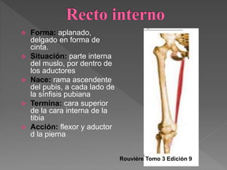Musculos del muslo | PPTX