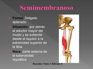 Musculos del muslo | PPTX
