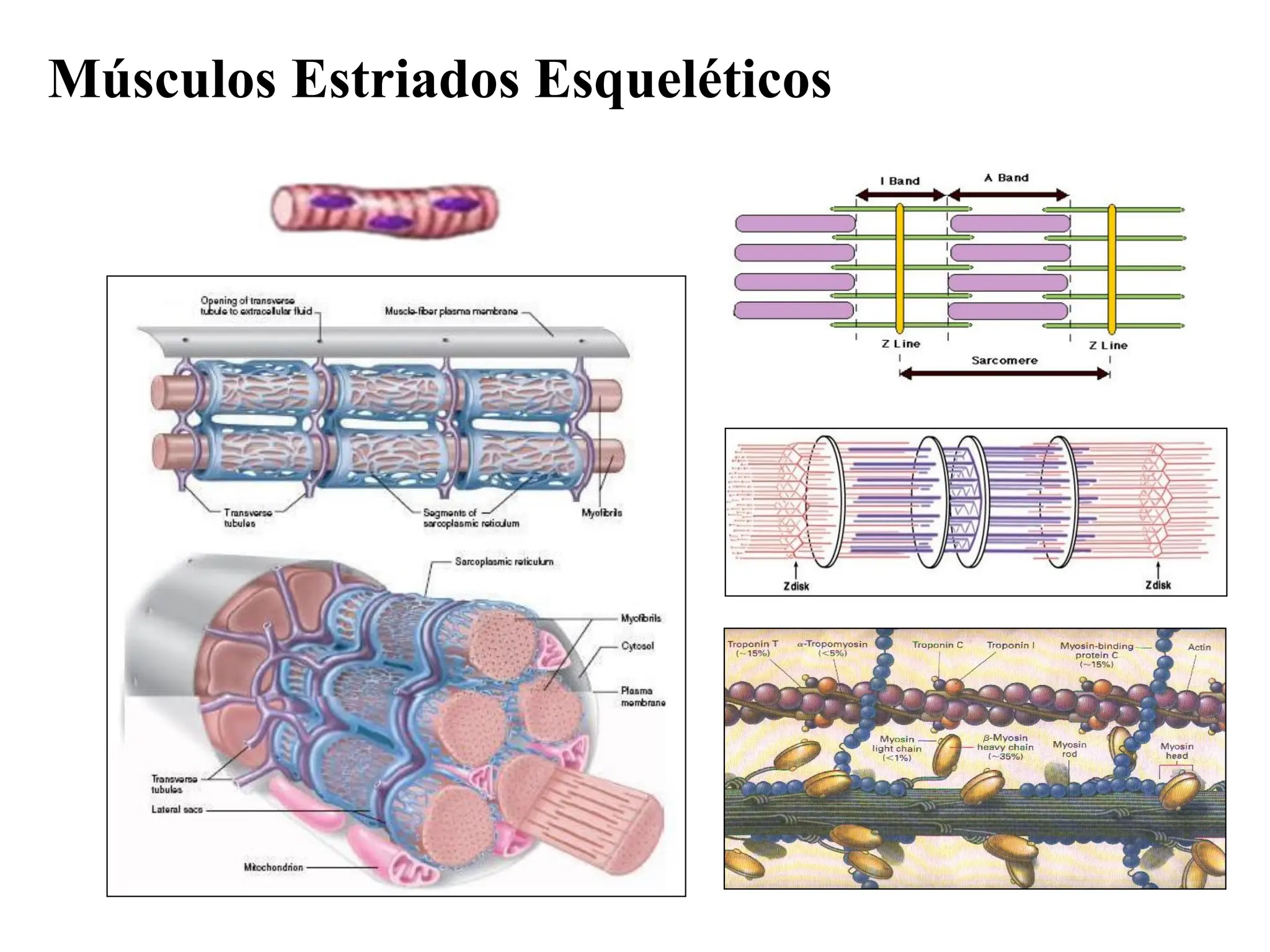 aula musculos sistema esqueletico-e-liso.pdf