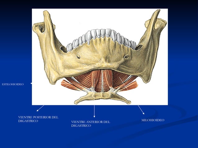 Musculos supra e infrahioideos