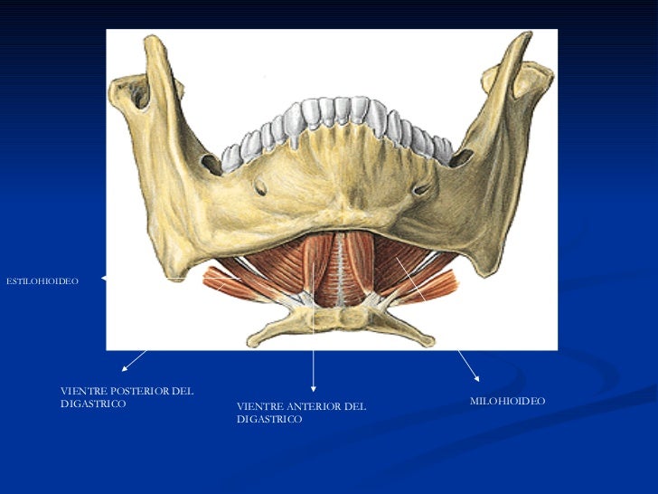 Musculos supra e infrahioideos