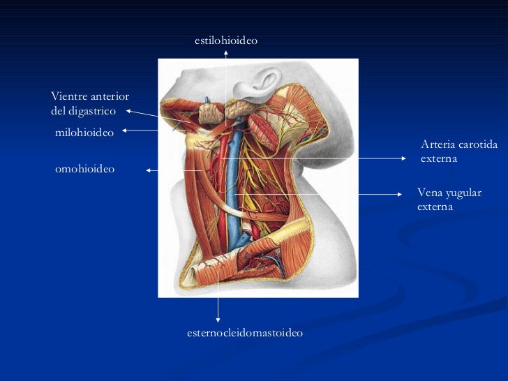 Musculos supra e infrahioideos