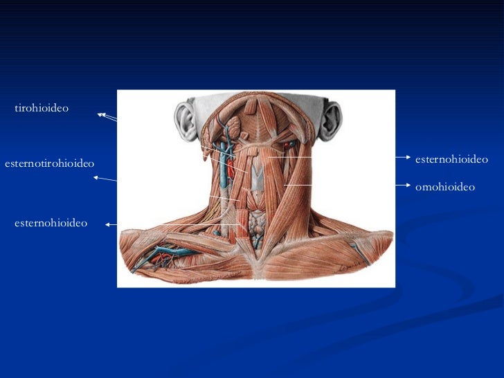 Musculos supra e infrahioideos