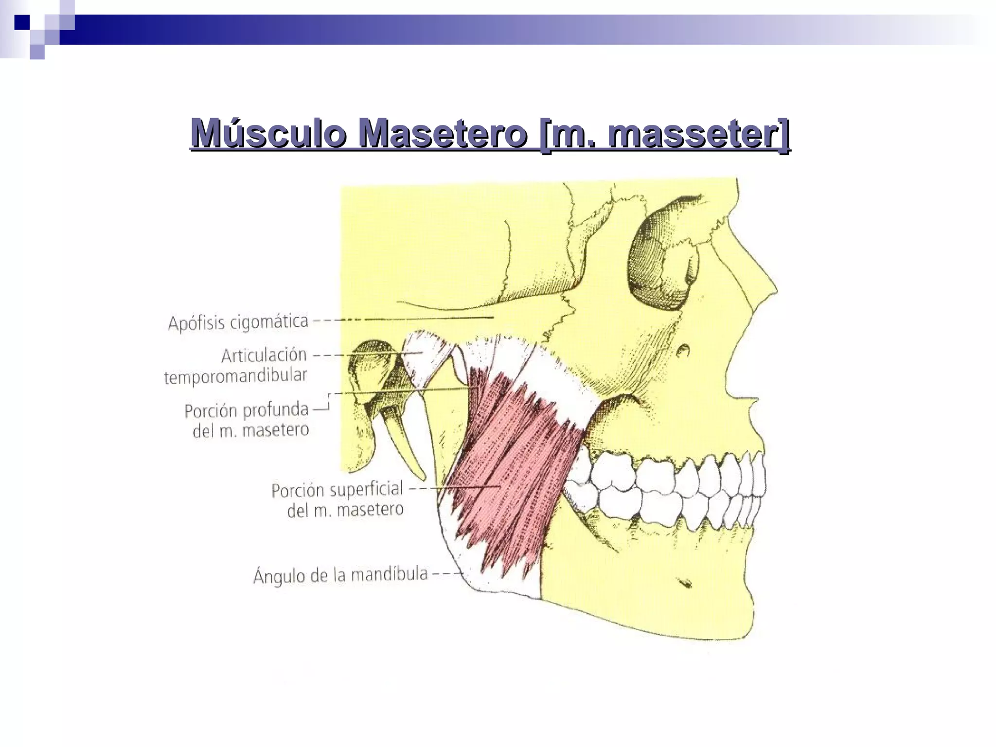 Aparato Masticador | PPT