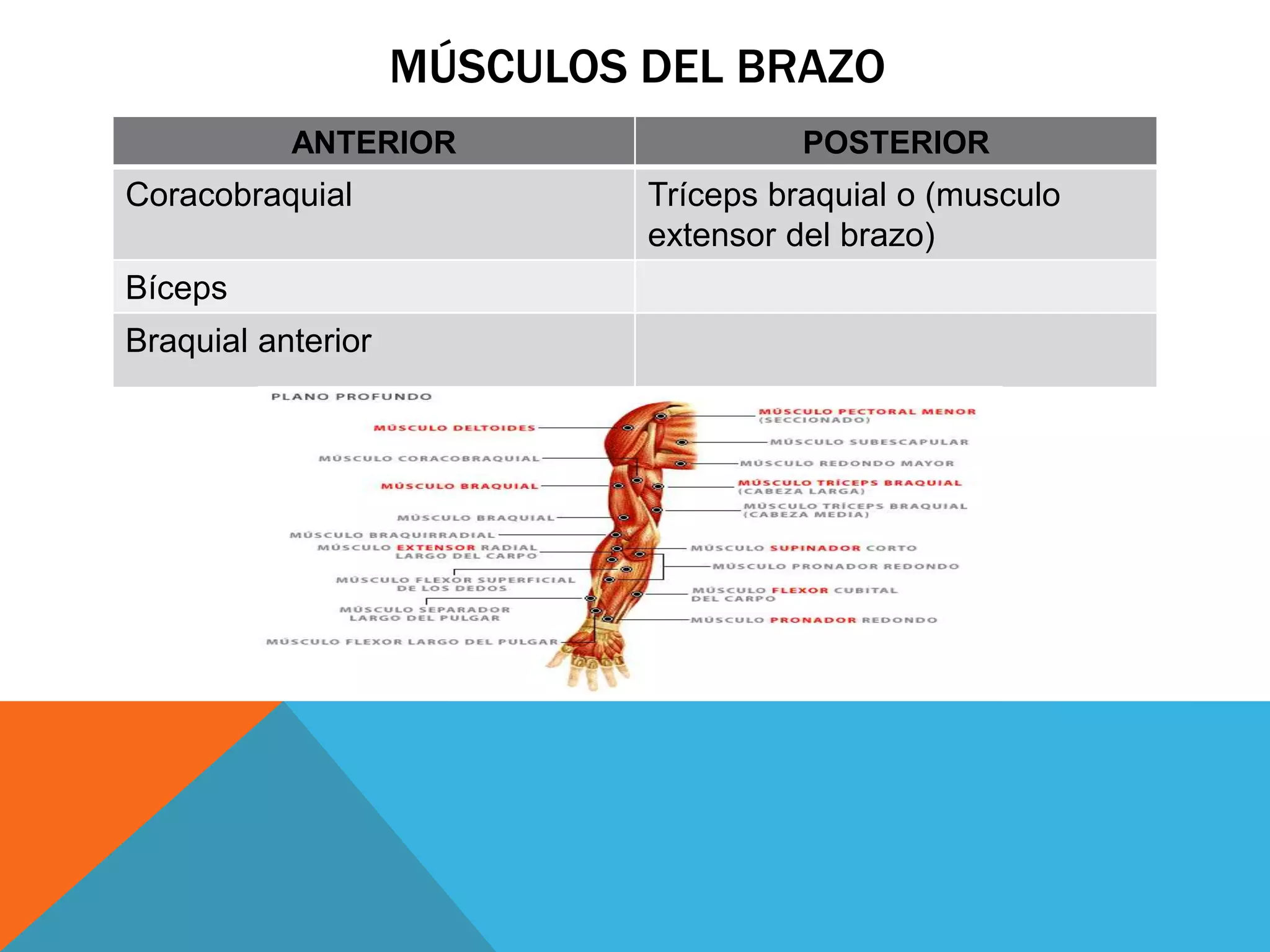 Musculos miembro-superior | PPT