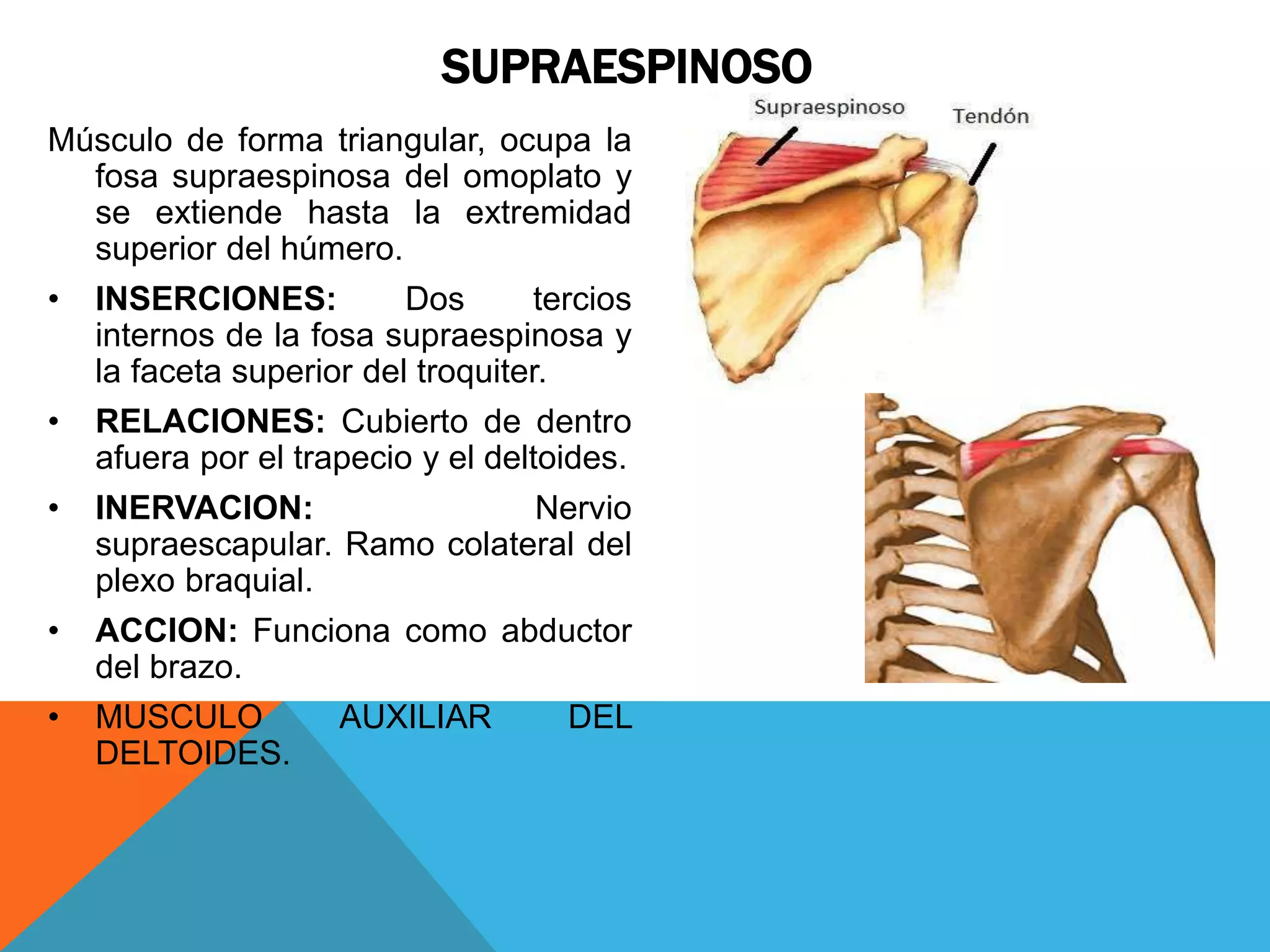 Musculos miembro-superior | PPT