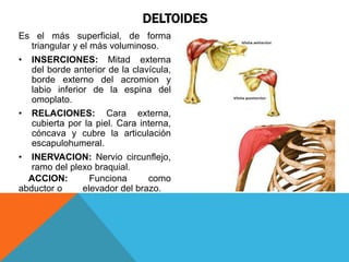Musculos miembro-superior | PPTX
