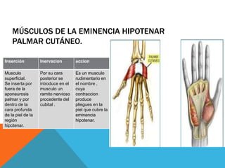 Musculos miembro-superior | PPTX