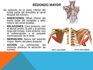Musculos miembro-superior | PPTX