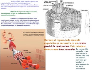 Musculos | PPT