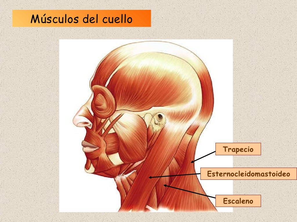 Musculos3