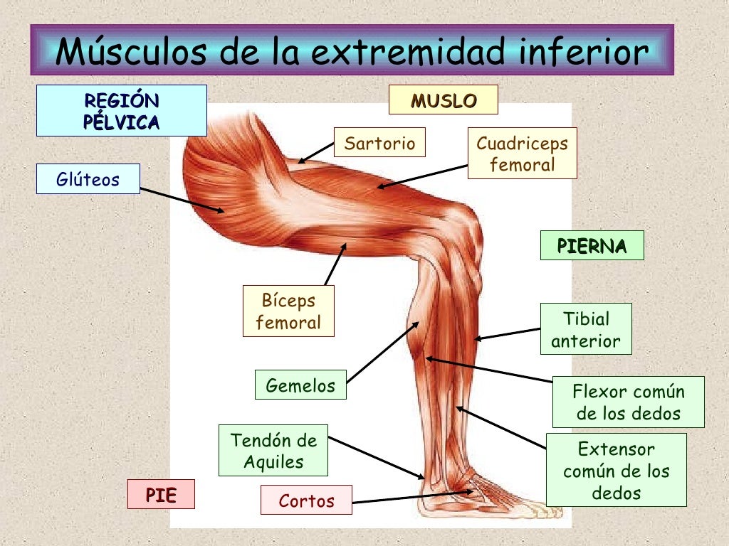 Musculos3