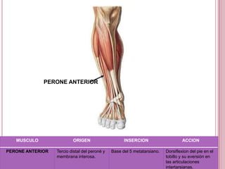 Musculos Abdominopelvicos Y Extremidades Inferiores | PPTX