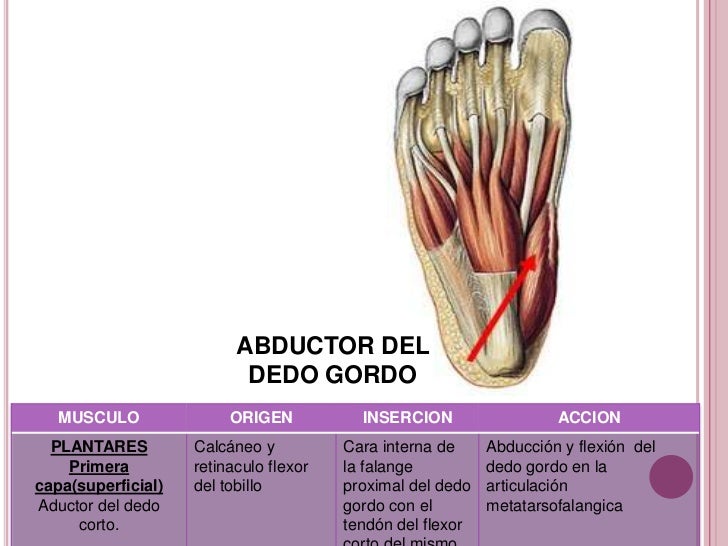 Musculos Abdominopelvicos Y Extremidades Inferiores