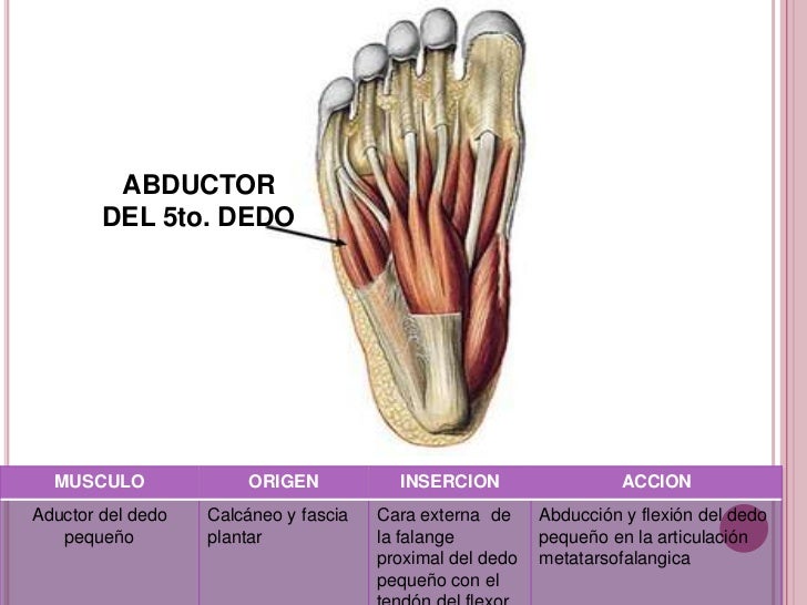 Musculos Abdominopelvicos Y Extremidades Inferiores