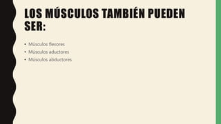 Musculos anatomia | PPTX