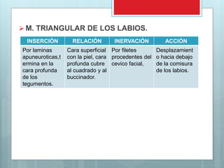 Musculos anatomia | PPTX