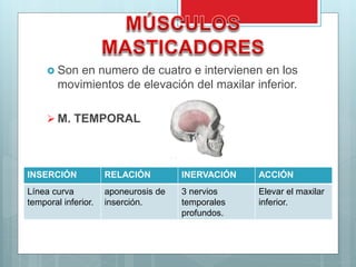 Musculos anatomia | PPTX