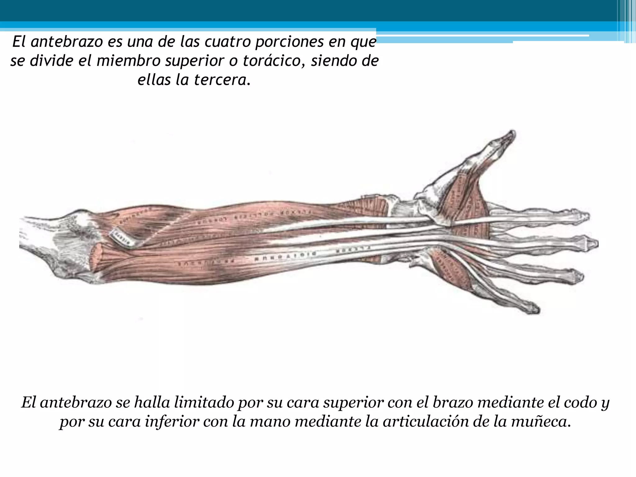 Musculos del Antebrazo | PPTX