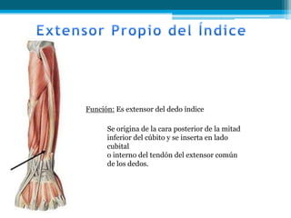 Musculos del Antebrazo | PPTX