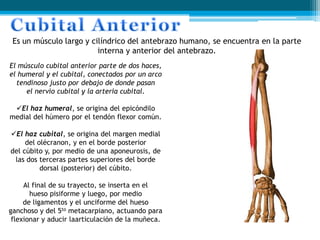 Musculos del Antebrazo | PPTX