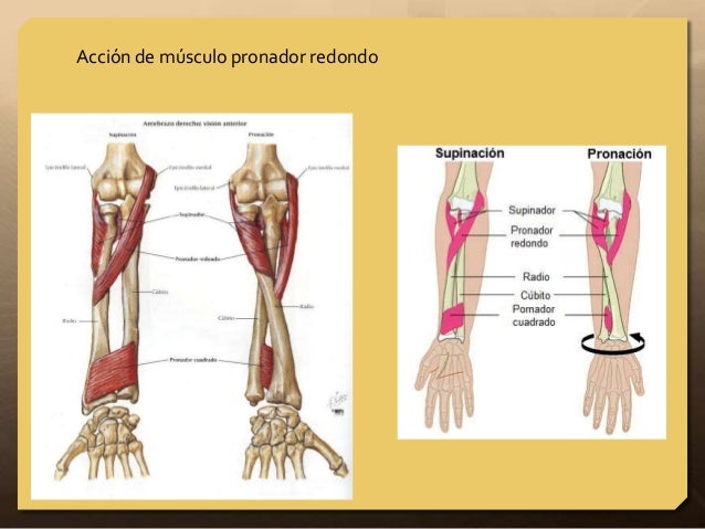 Músculos antebrazo