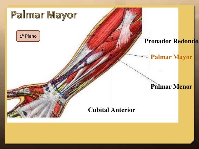 Estas son las 9 partes del cuerpo que no sirven para nada