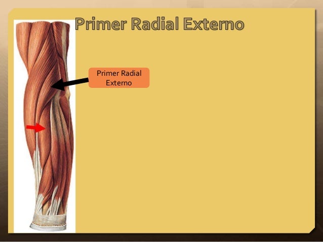Músculos antebrazo