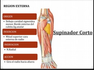 Musculos de Antebrazo | PPTX