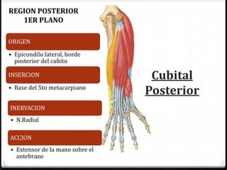 Musculos de Antebrazo | PPTX