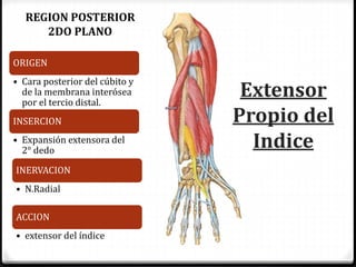 Musculos de Antebrazo | PPTX