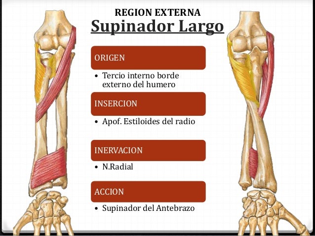 Musculos de Antebrazo
