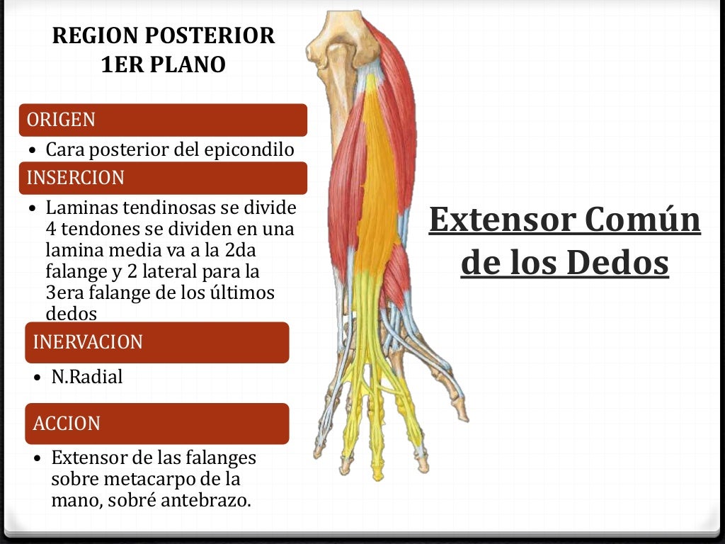 Musculos de Antebrazo