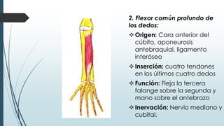 Musculos antebrazos | PPTX