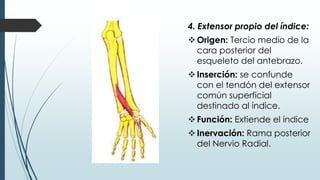 Musculos antebrazos | PPTX