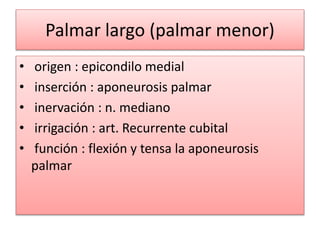 Musculos anteriores del miembro superior | PPTX