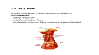 Musculos cabeza y cuello | PPTX