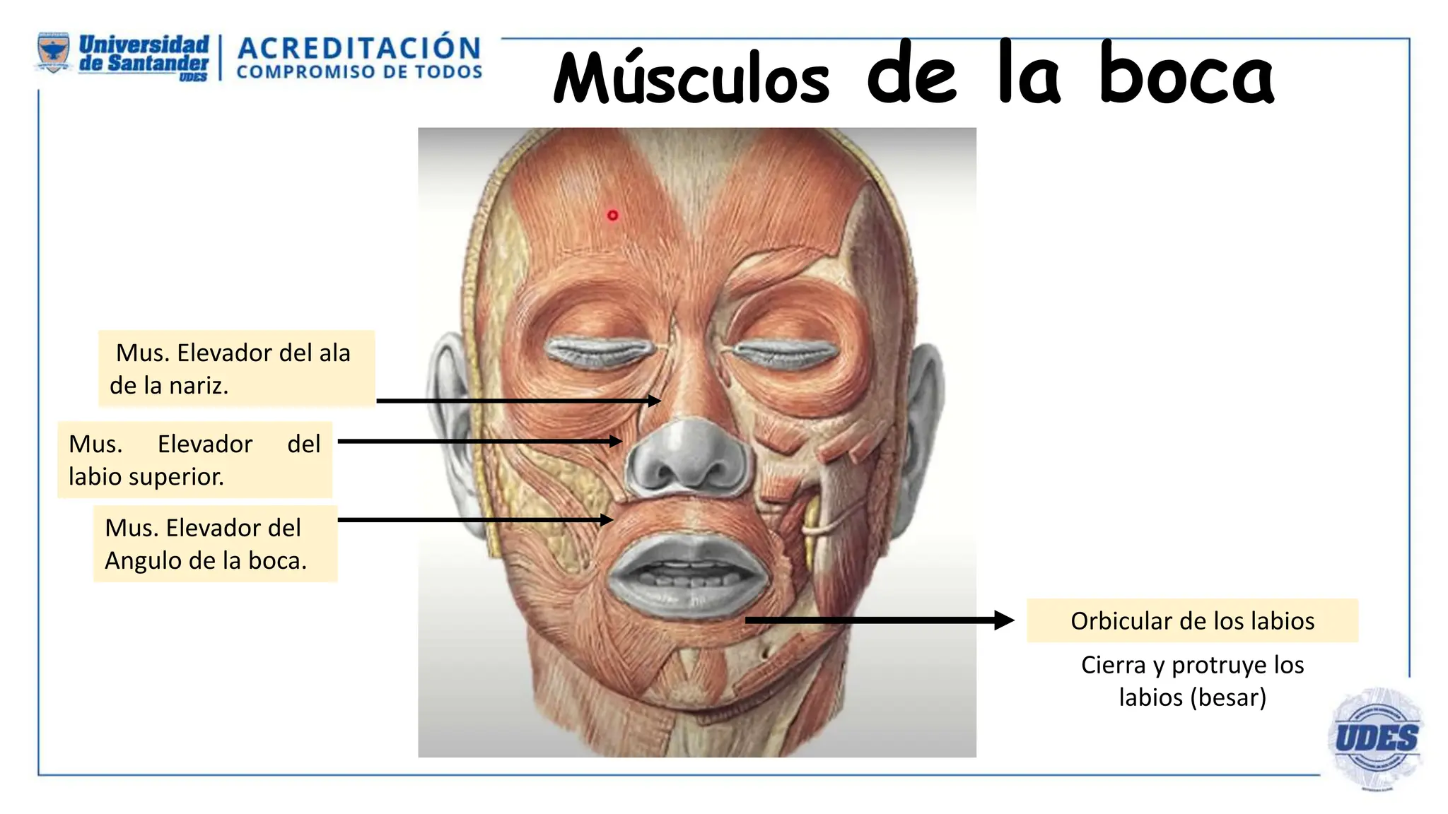 MUSCULOS CABEZA Y CUELLO anatomía2024.pptx | Descarga Gratuita