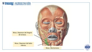 MUSCULOS CABEZA Y CUELLO anatomía2024.pptx