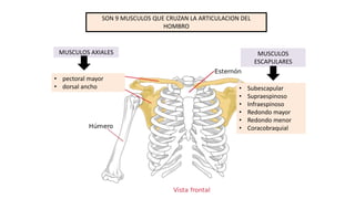 MUSCULOS CABEZA Y CUELLO anatomía2024.pptx