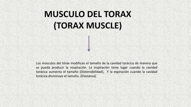 MUSCULOS CABEZA Y CUELLO anatomía2024.pptx | Descarga Gratuita