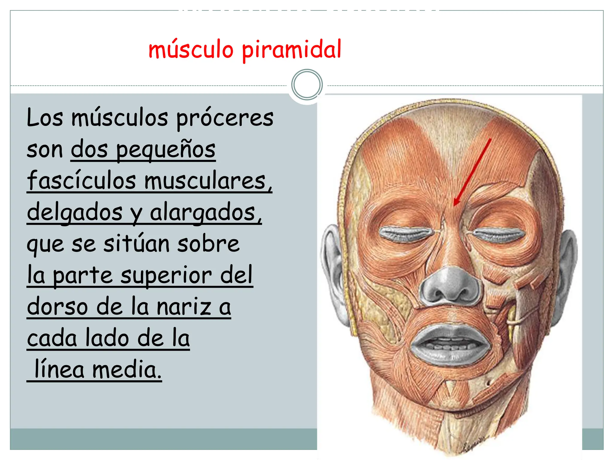 musculos cara. Miologia de cabeza y cuello | PPTX