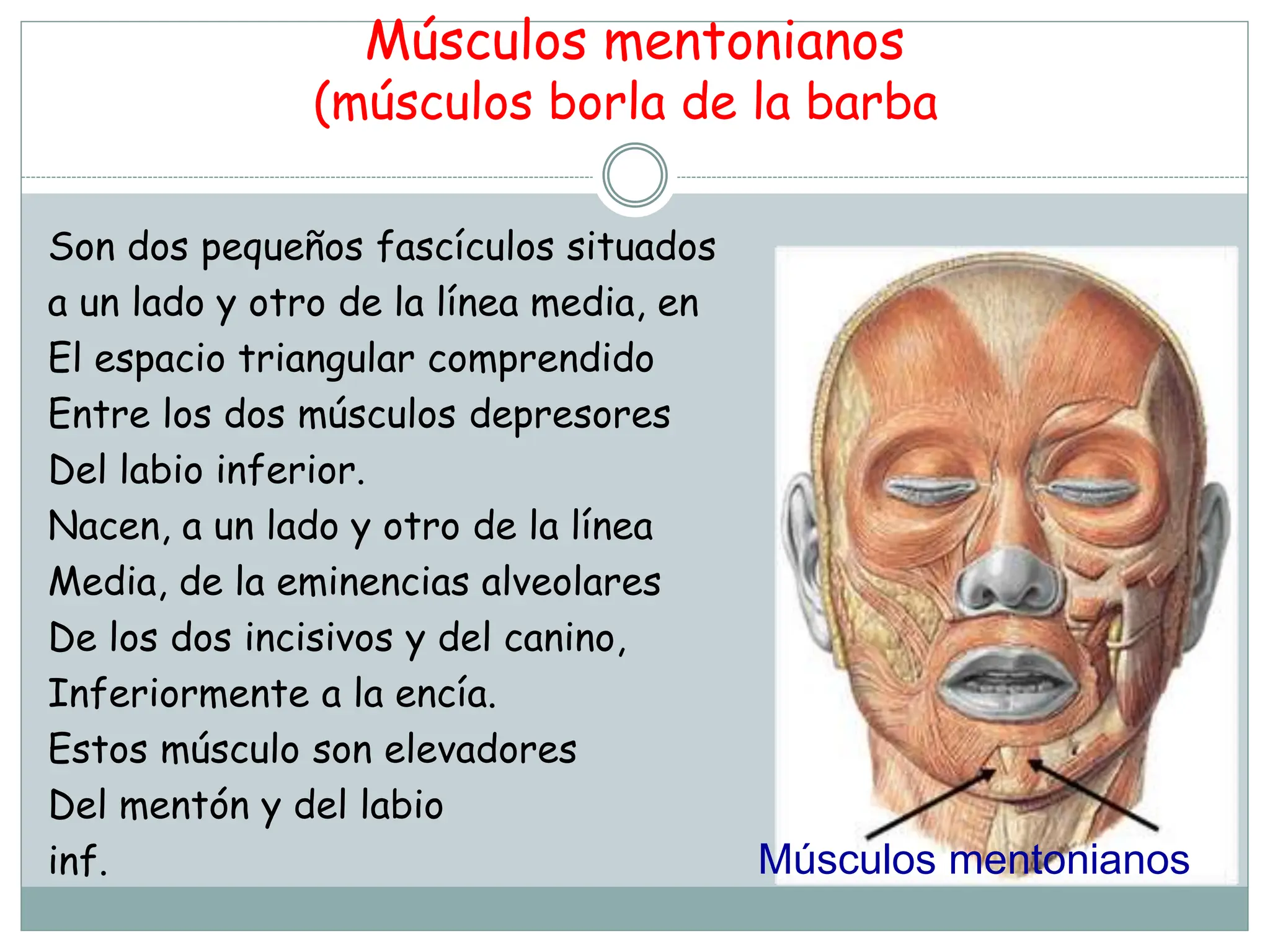 musculos cara. Miologia de cabeza y cuello | PPTX
