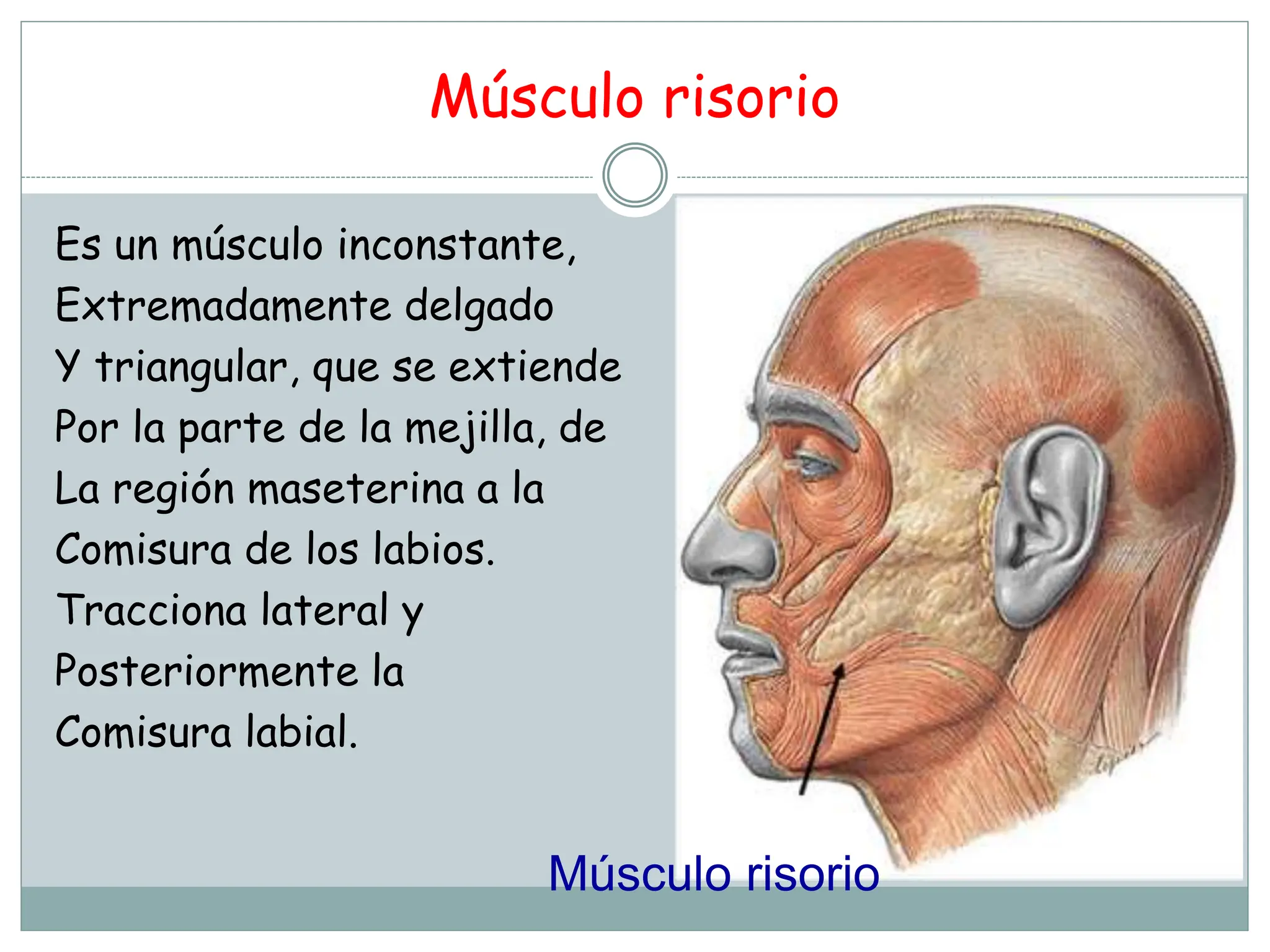 musculos cara. Miologia de cabeza y cuello | PPTX