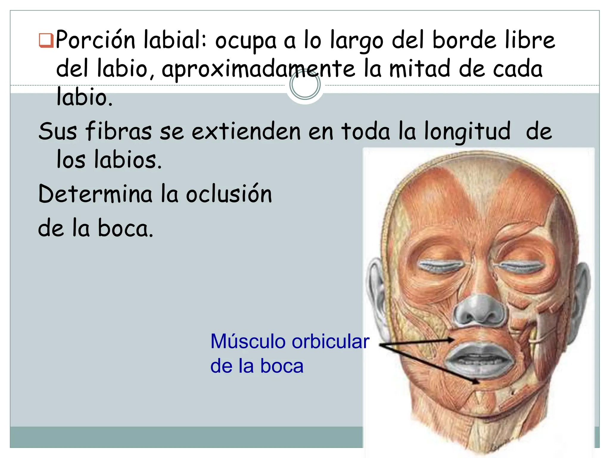 musculos cara. Miologia de cabeza y cuello | PPTX