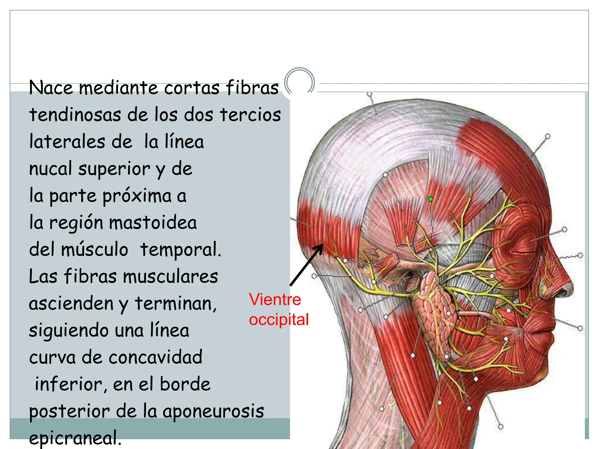 Musculos Cara Miologia De Cabeza Y Cuello Pptx