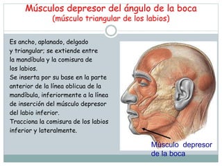 musculos cara. Miologia de cabeza y cuello | PPTX