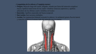 MUSCULOS CARA CUELLO.pptx