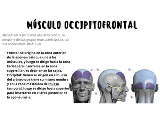 Músculos de la expresión facial y masticación. | PDF