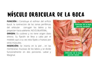 musculoscaramasticacion2022-220920000320-4627754b (1).pdf